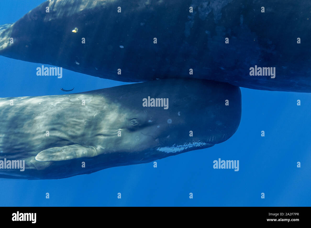 sperm whale, Physeter macrocephalus, mother and calf, Chichi-jima, Bonin Islands, Ogasawara ...