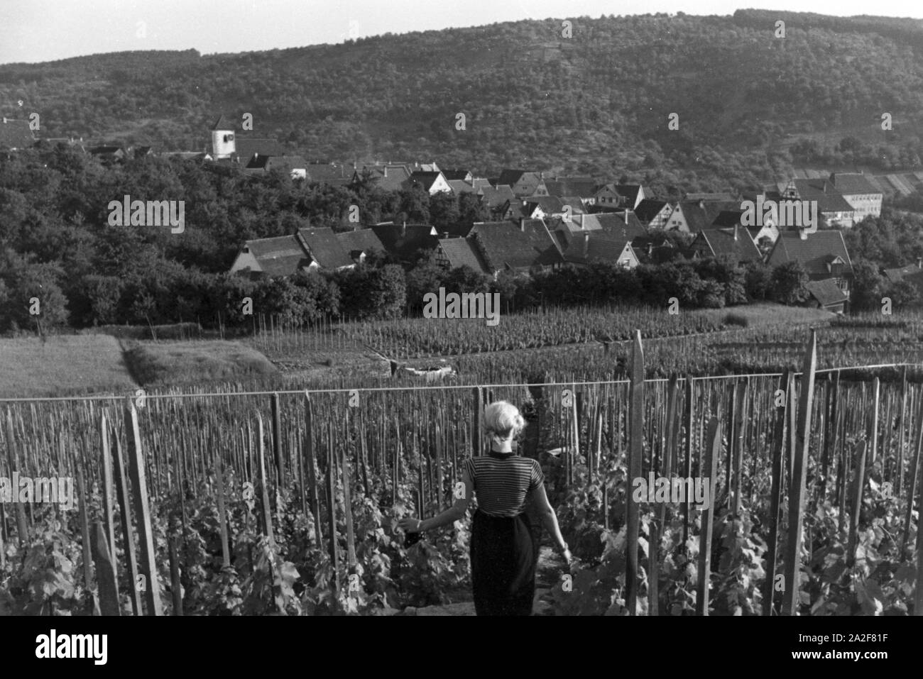 Weinstadt region hi-res stock photography and images - Alamy
