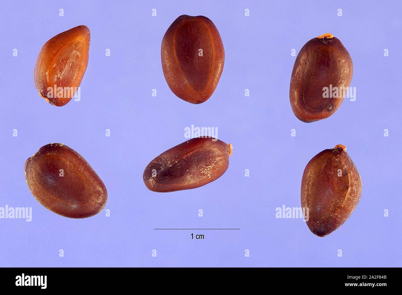 Enterolobium contortisiliquum seeds Stock Photo - Alamy