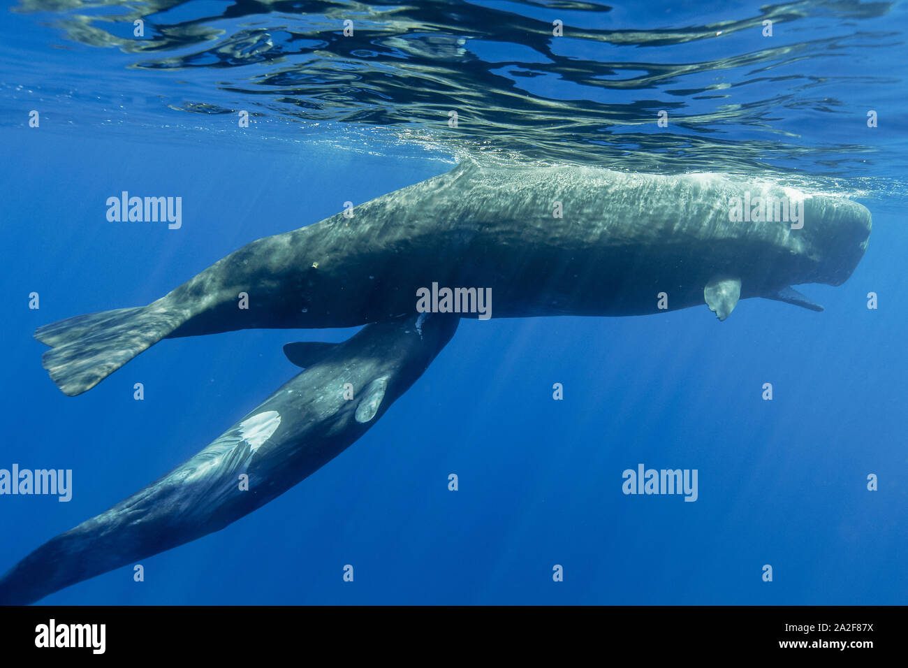 Humpback Whale Calf Nursing