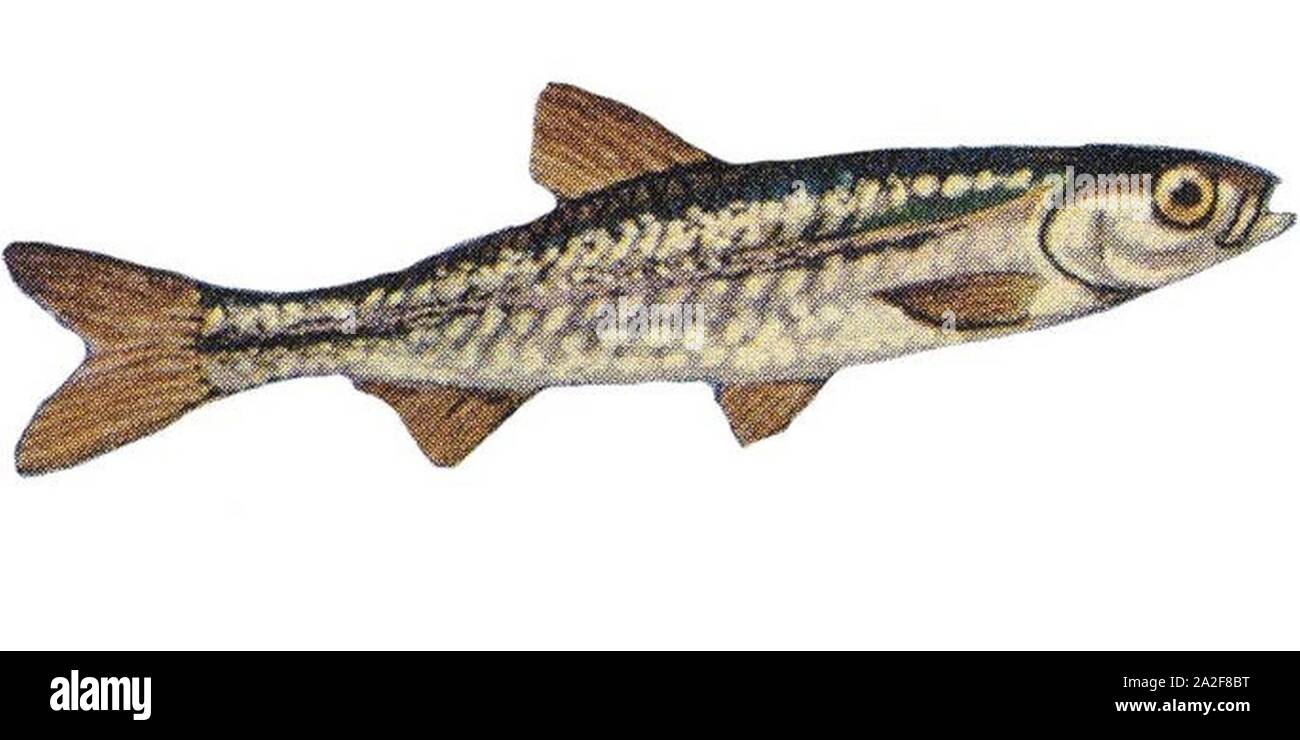 Emerald shiner hi-res stock photography and images - Alamy