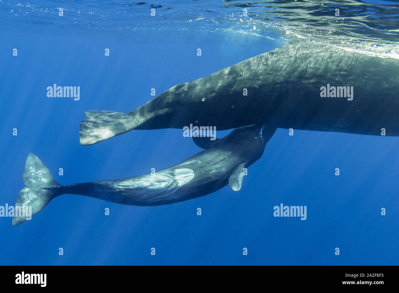 Calf Whale Milk