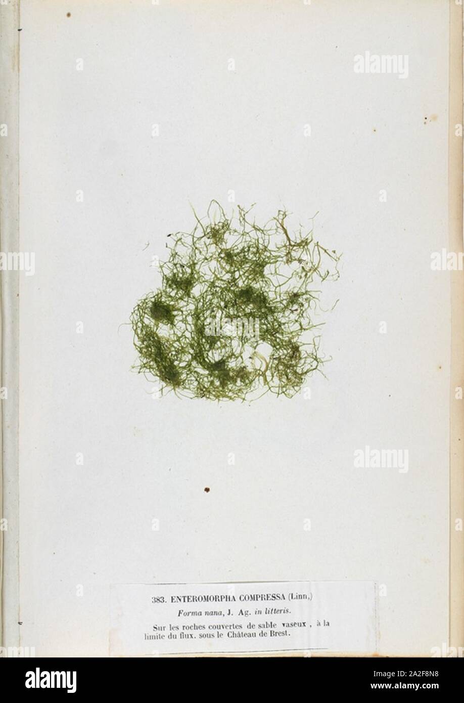 Enteromorpha compressa hi-res stock photography and images - Alamy