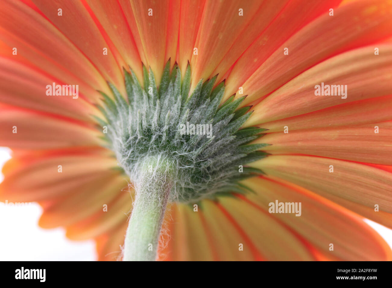 Gerbera daisy petals hi-res stock photography and images - Alamy