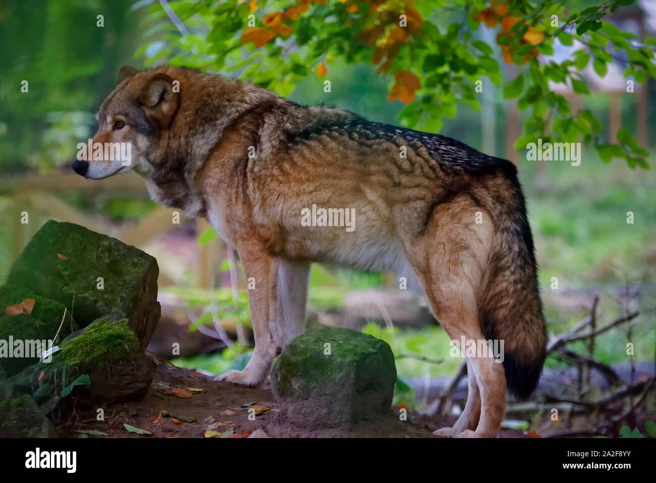 Gray Wolf (Canis lupus Stock Photo - Alamy