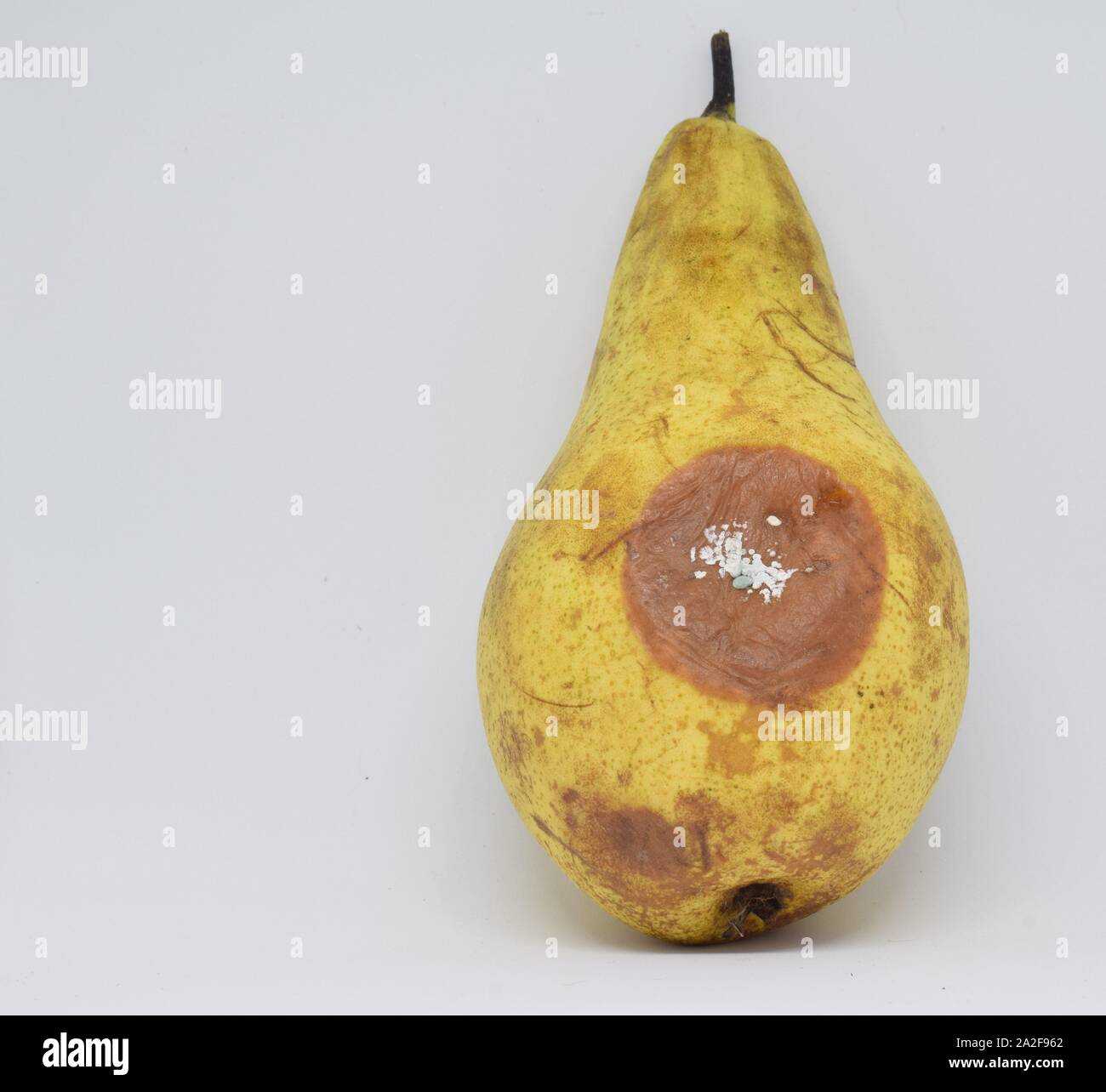 Rotten yellow pear in vertical position and decomposing on white ...