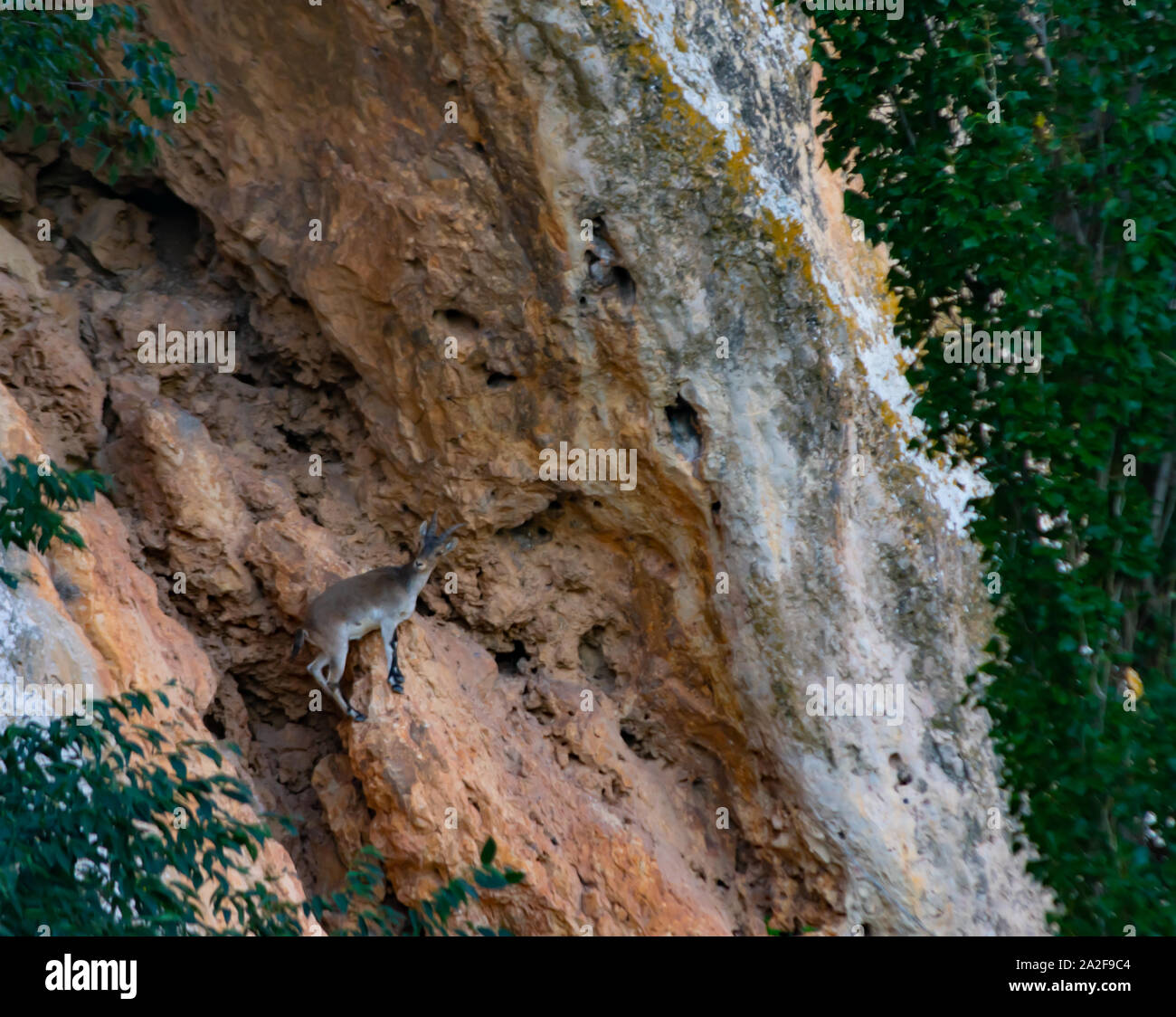 Pyrenean goats hi-res stock photography and images - Alamy