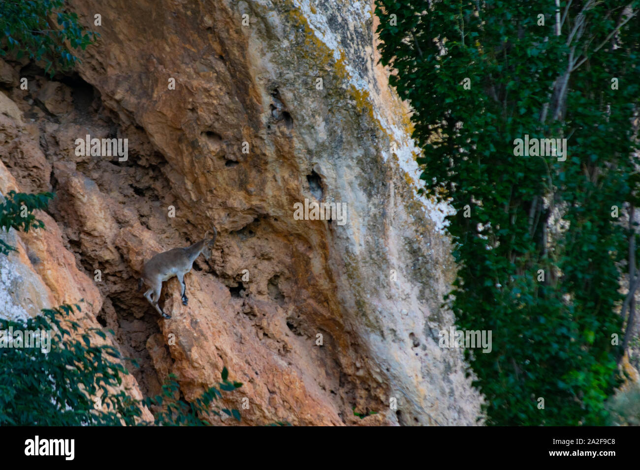 Pyrenean goat hi-res stock photography and images - Alamy