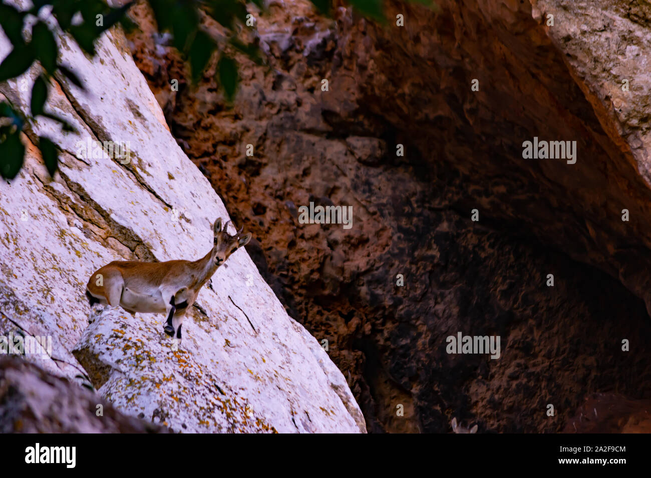 Pyrenean goats hi-res stock photography and images - Alamy