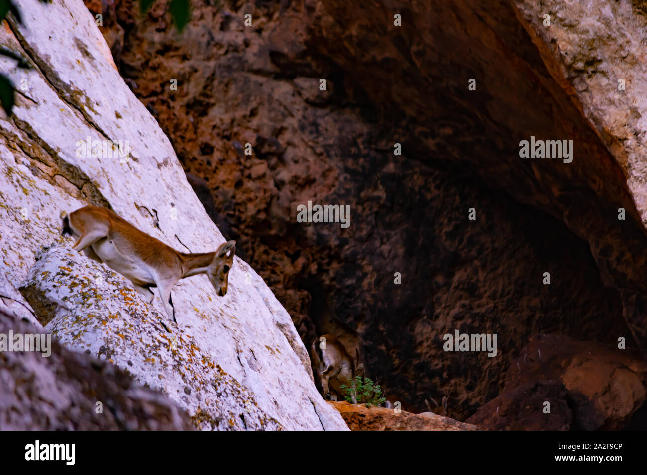 Pyrenean Goat High Resolution Stock Photography and Images - Alamy