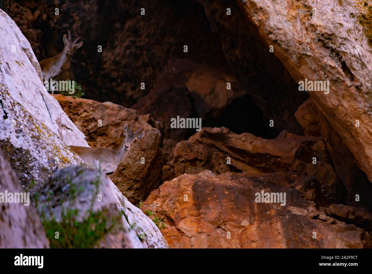 Pyrenean goat hi-res stock photography and images - Alamy