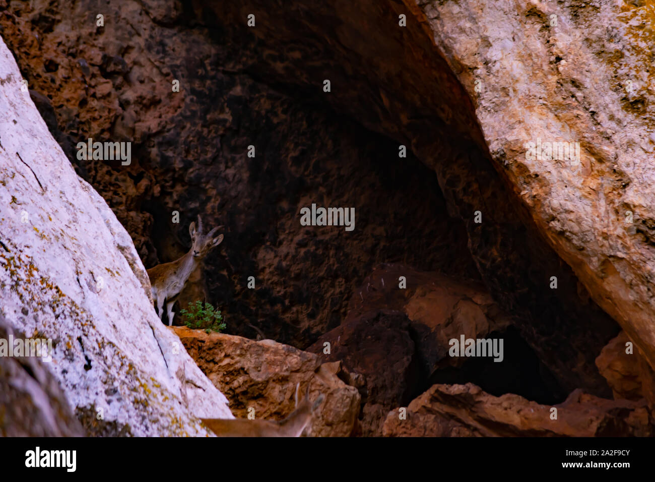 Pyrenean Goats High Resolution Stock Photography and Images - Alamy