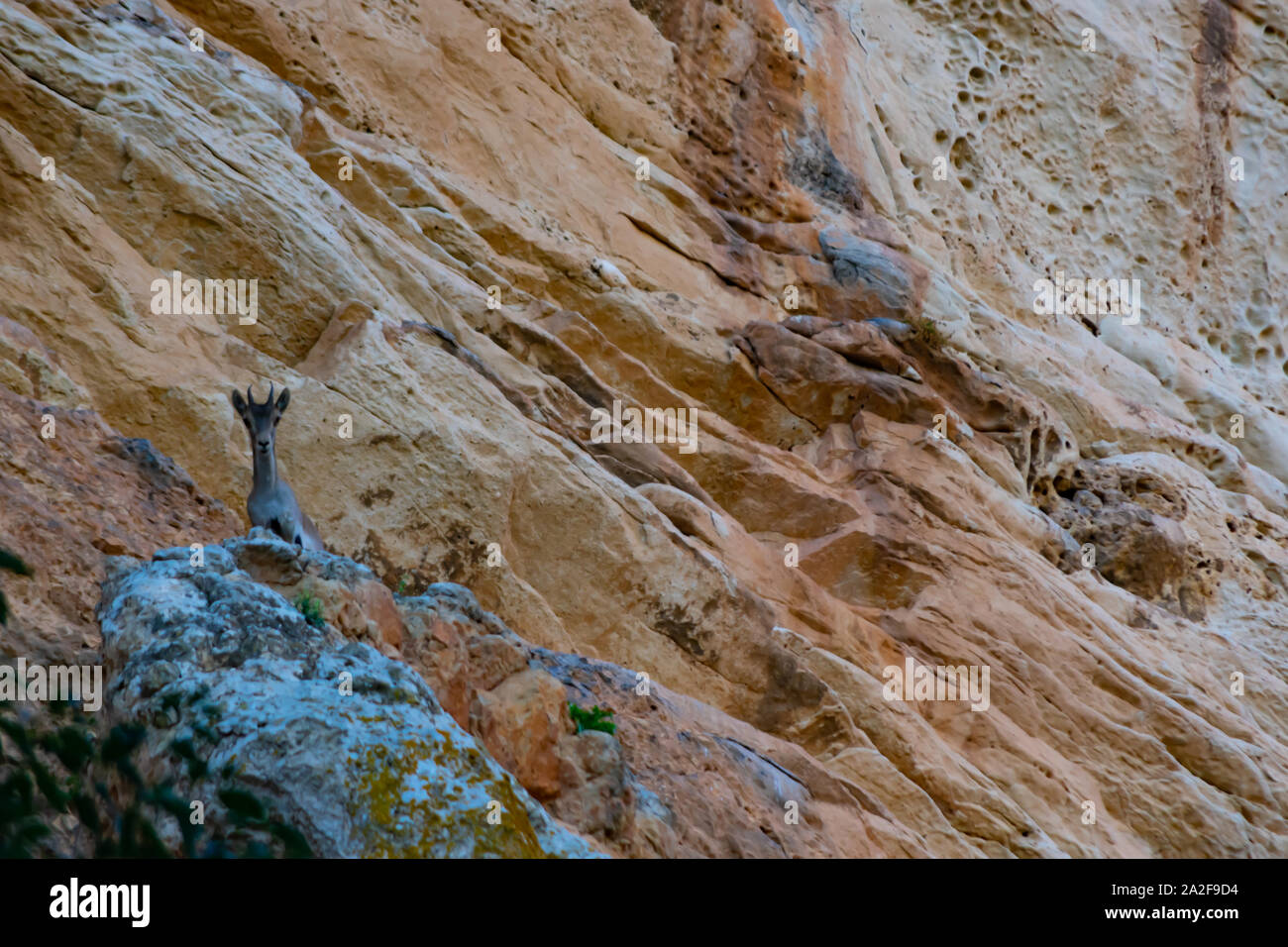 Pyrenean goats hi-res stock photography and images - Alamy