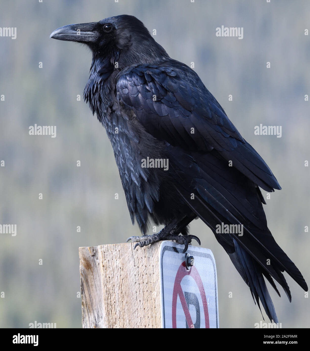 Close-up portrait of a common raven (Corvus corax). Jasper, Alberta ...