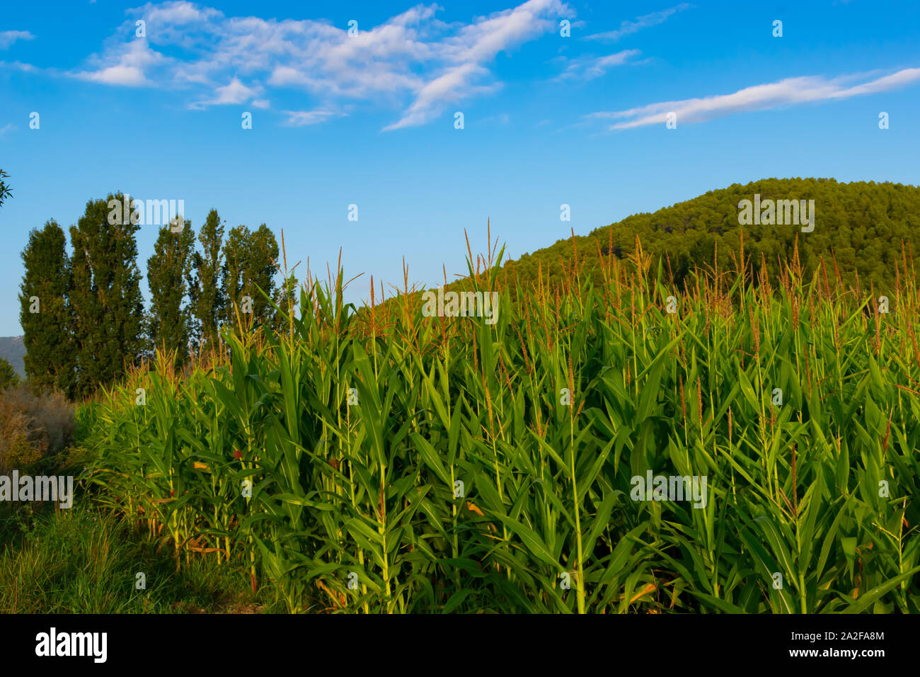 Tomato crops hi-res stock photography and images - Alamy