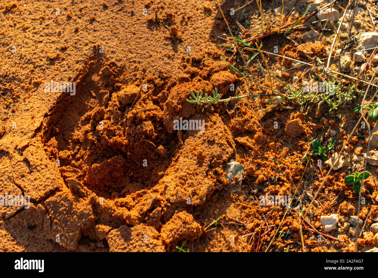 Boar footprint hi-res stock photography and images - Alamy