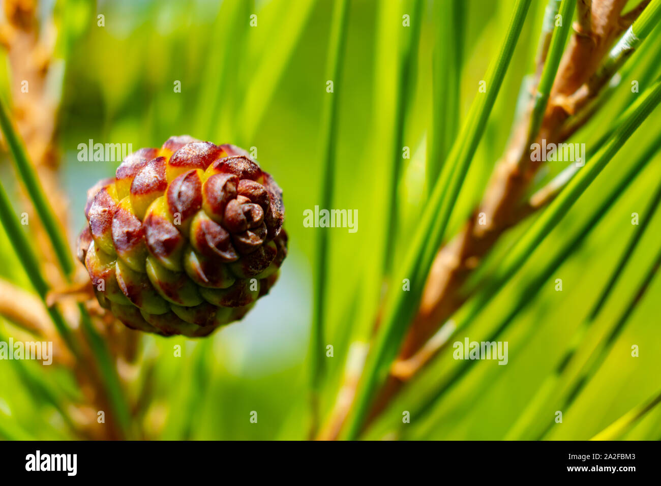 Pinus pinea cone hi-res stock photography and images - Alamy