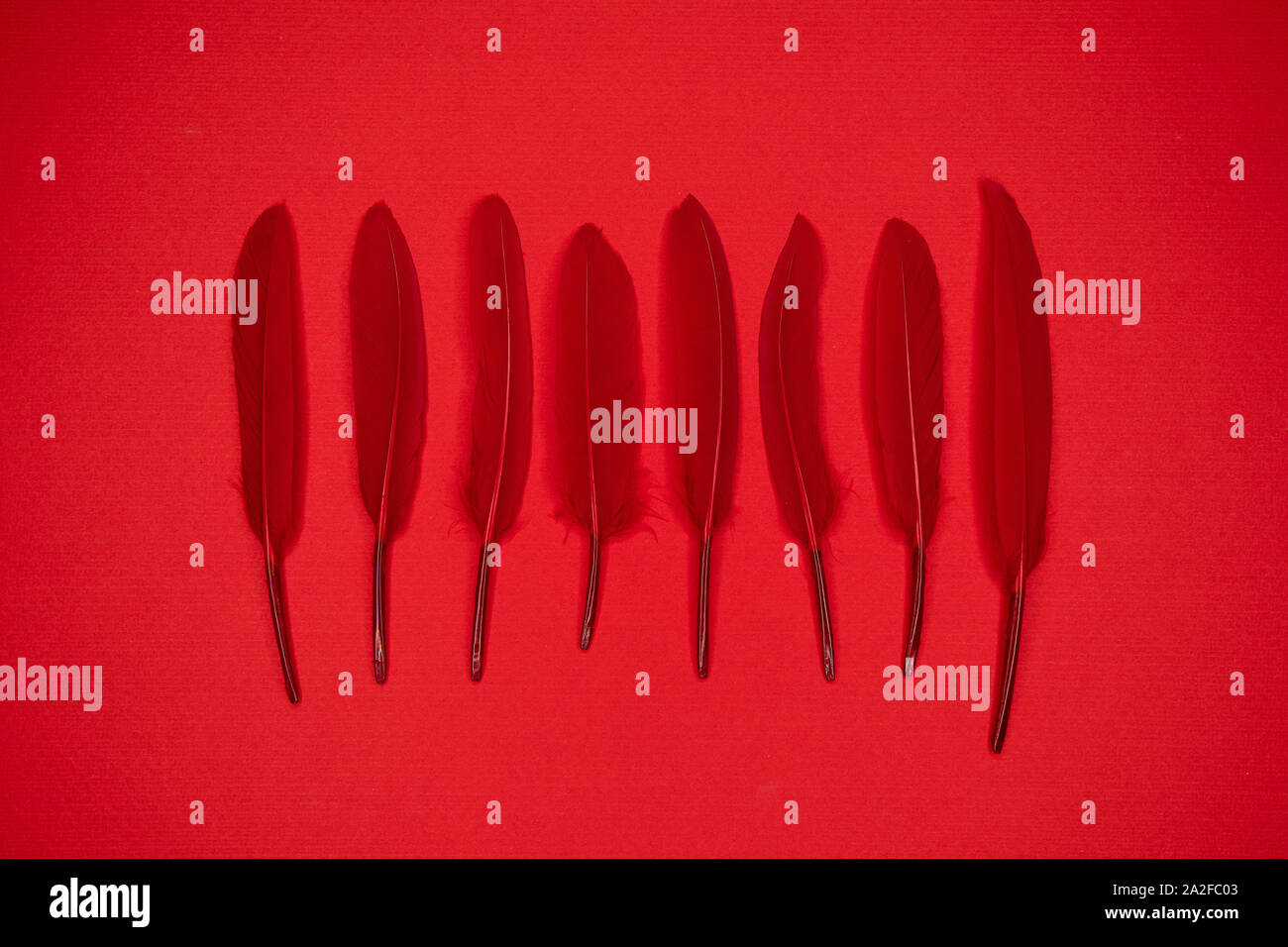 Goose feathers hi-res stock photography and images - Alamy