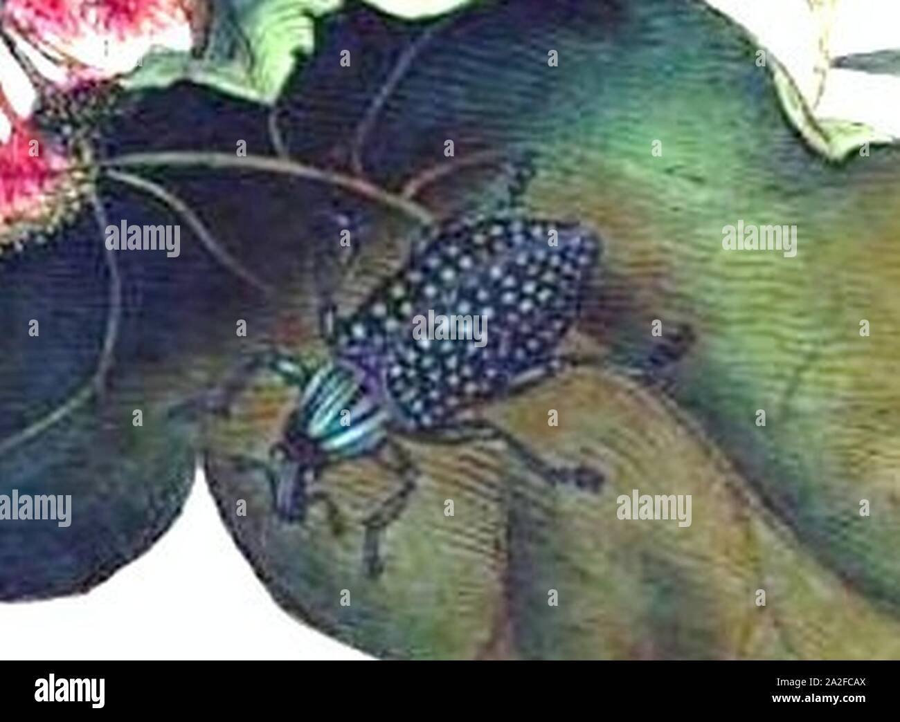 Entimus hi-res stock photography and images - Alamy