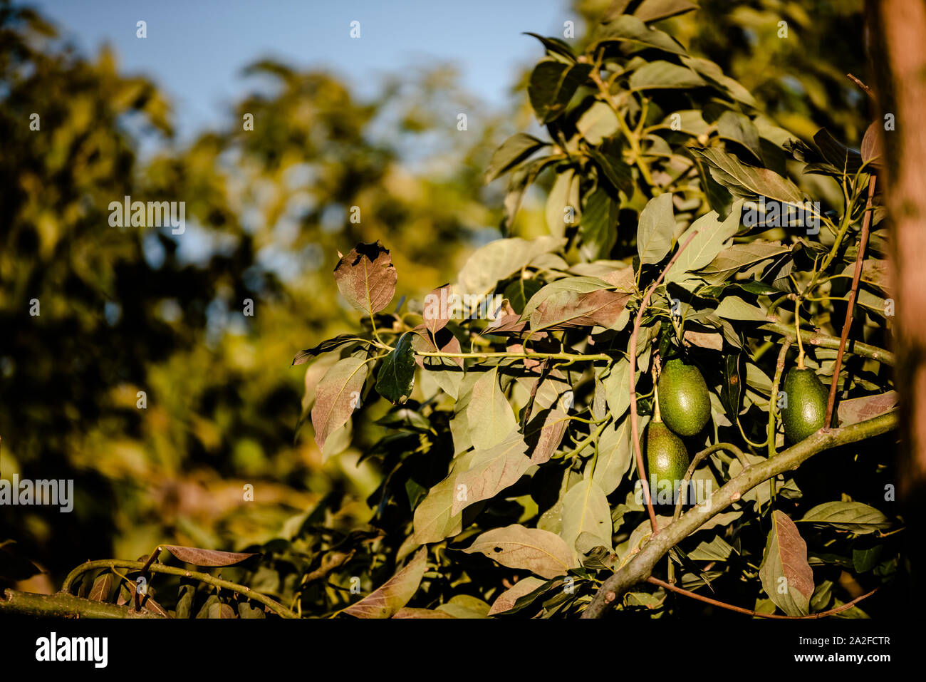 Group of avocado fruits in a tropical orchard Stock Photo - Alamy