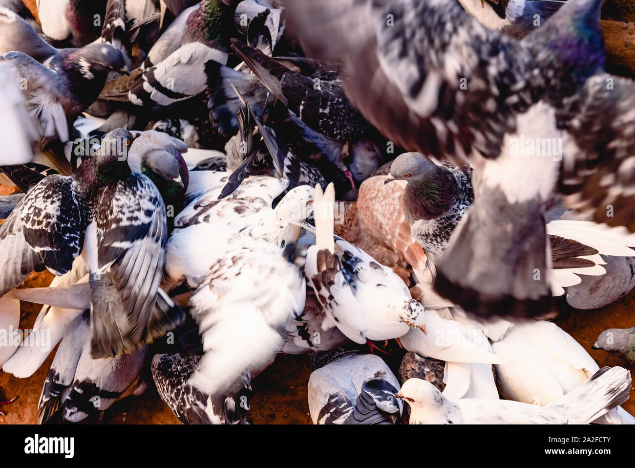 Group pigeons pecking ground hi-res stock photography and images - Alamy