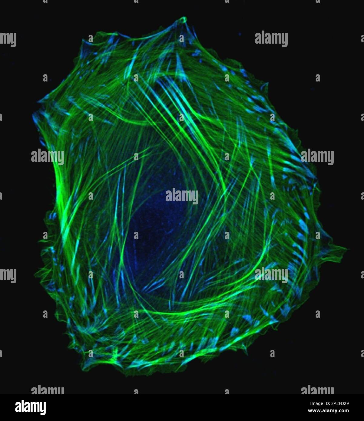 Smooth muscle cell hi-res stock photography and images - Alamy