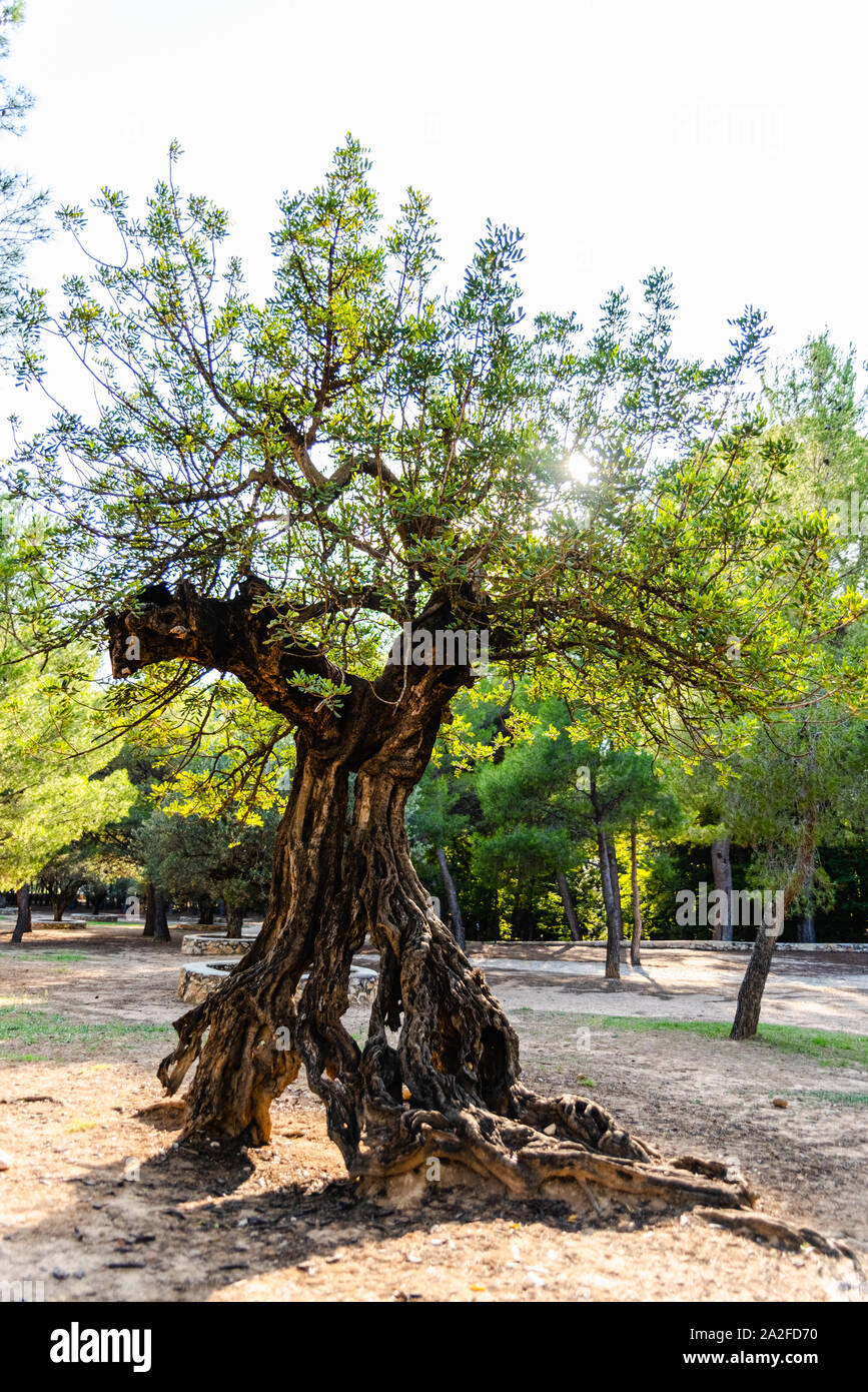 Centennial tree of the carob tree with aged trunk, Ceratonia siliqua ...