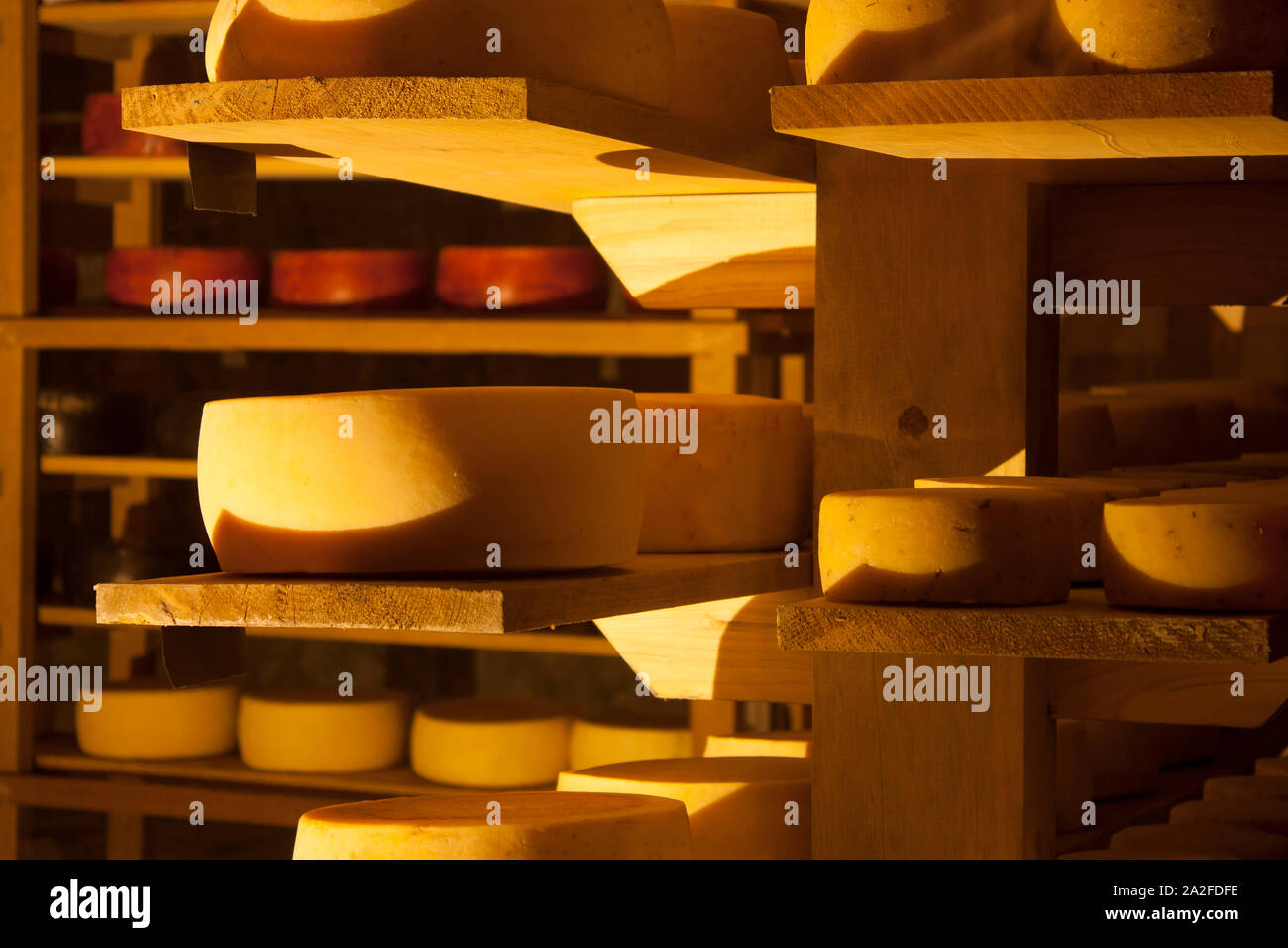 cheeses different types Inside a cellar level awaiting fermentation ...