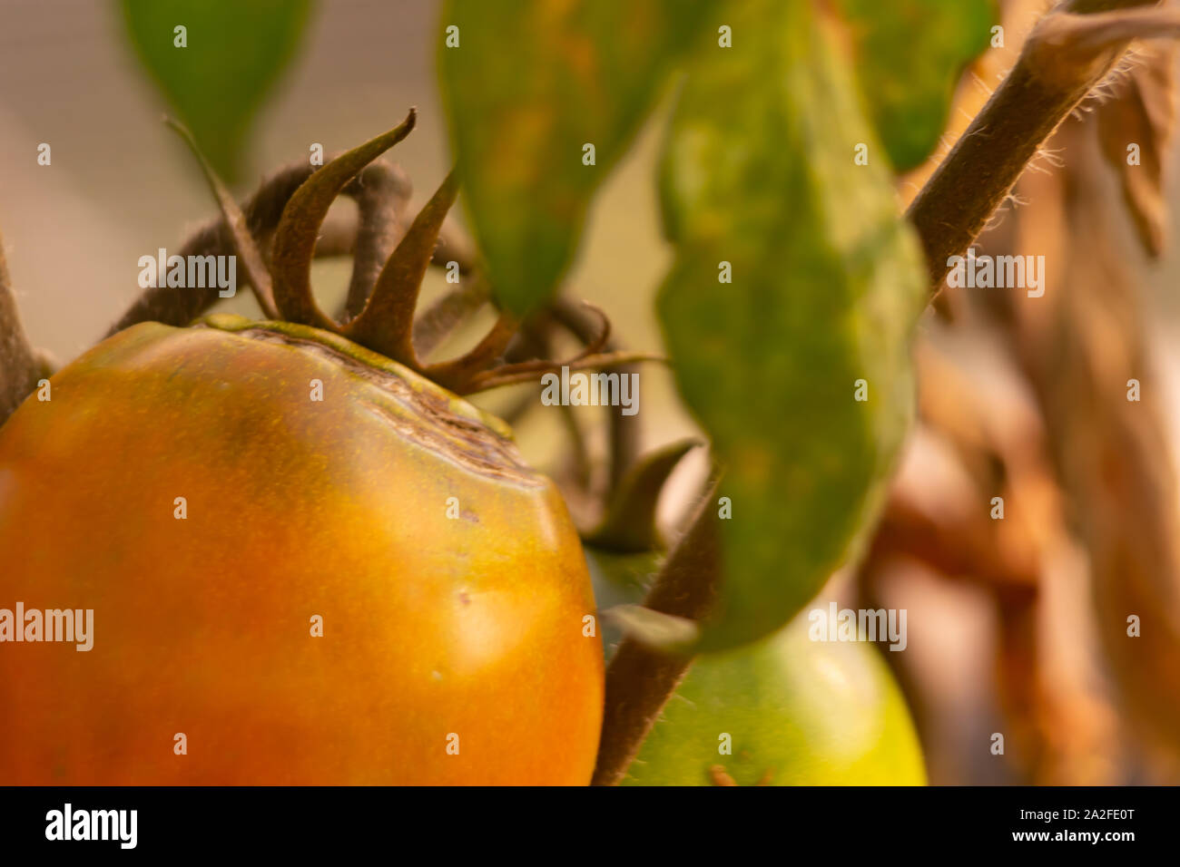 Tomato is a food rich in vitamins Stock Photo - Alamy