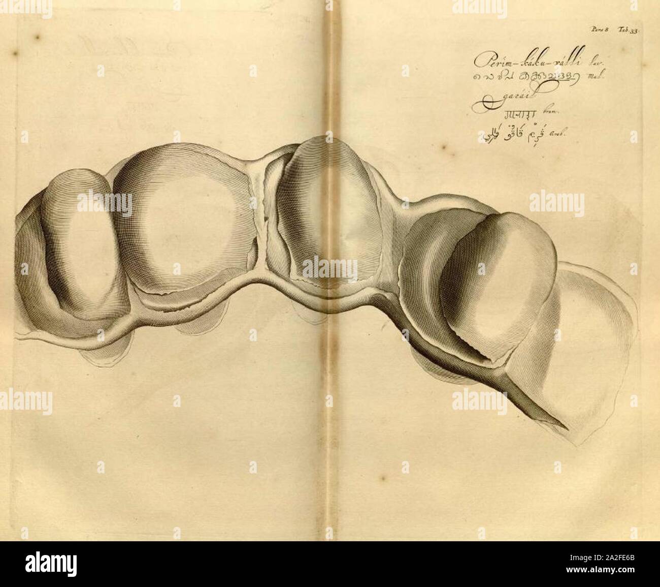 Entada hi-res stock photography and images - Alamy