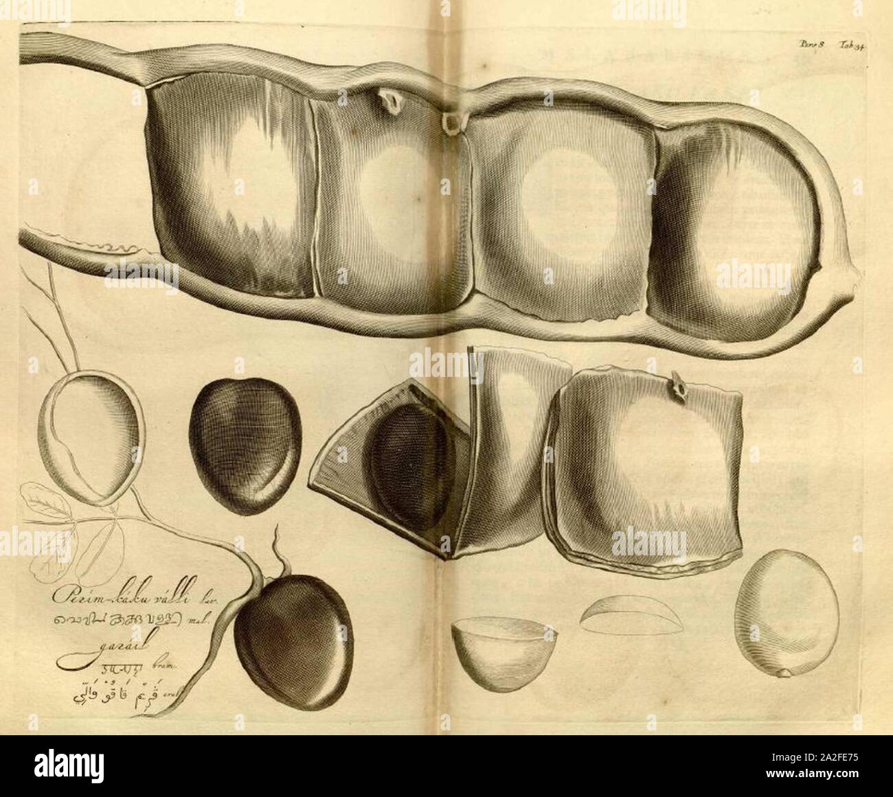 Entada hi-res stock photography and images - Alamy