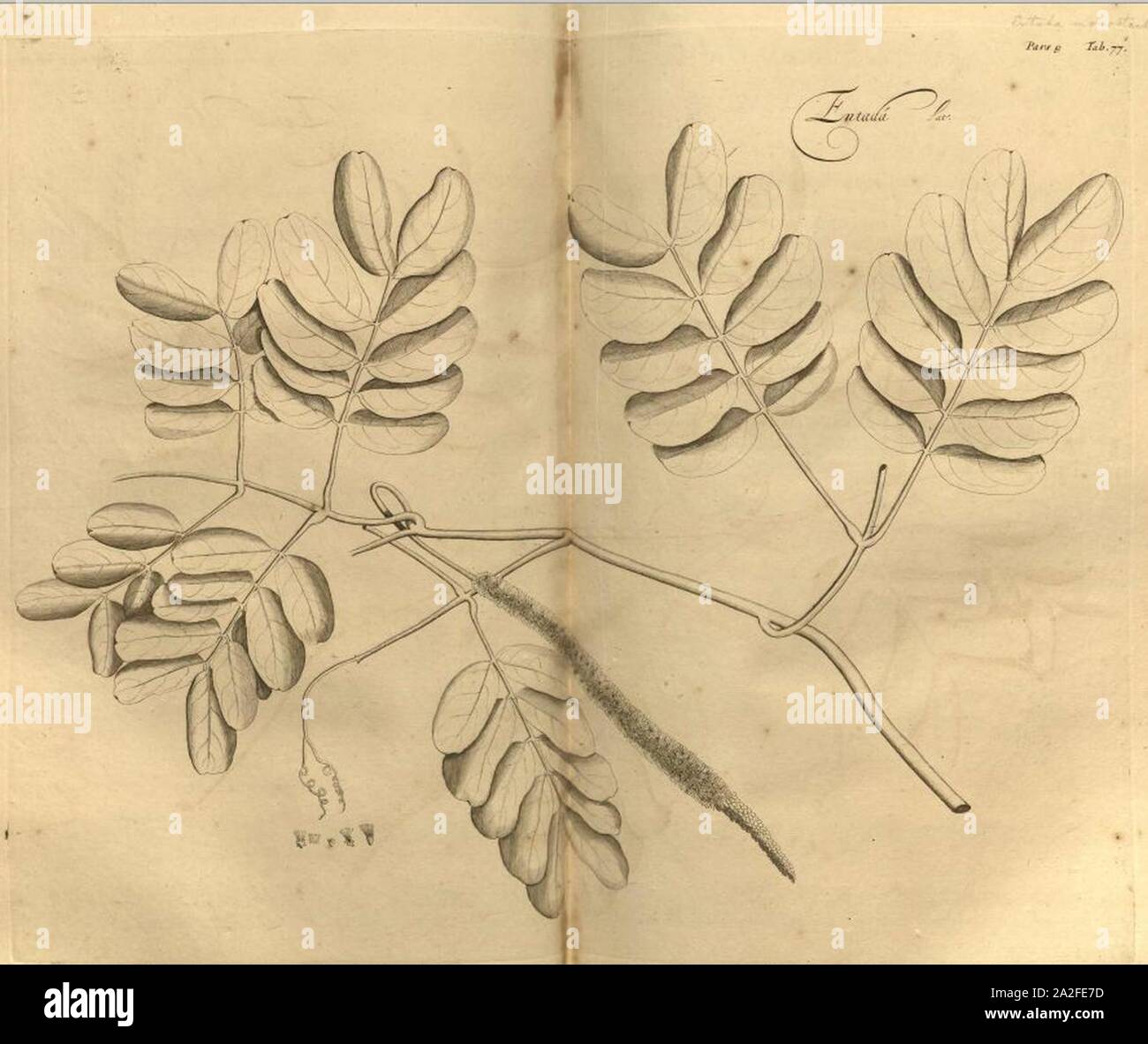 Entada hi-res stock photography and images - Alamy