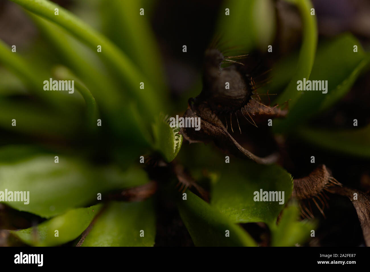 Venus Flytrap with Both Living and Dead Traps Stock Photo - Alamy
