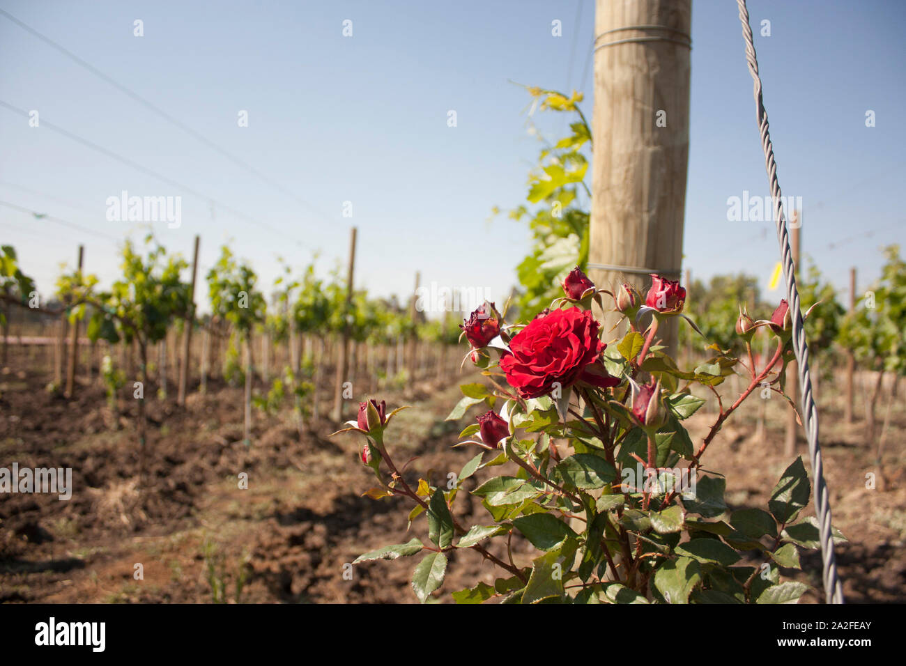 rose bush tree between vineyards main ally for the farmer to determine ...