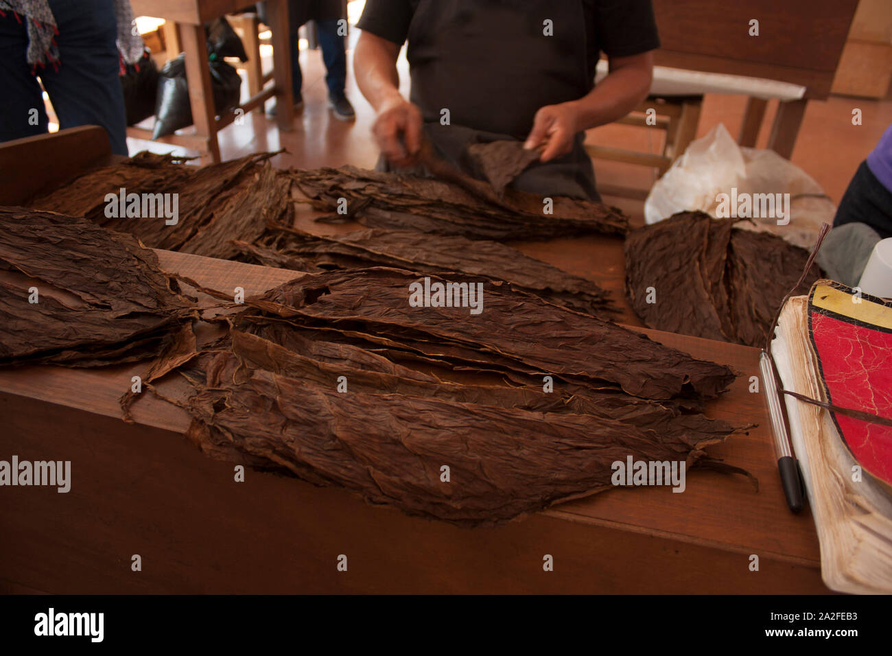 tobacco making process the selection of a good leafs in a factory in ...