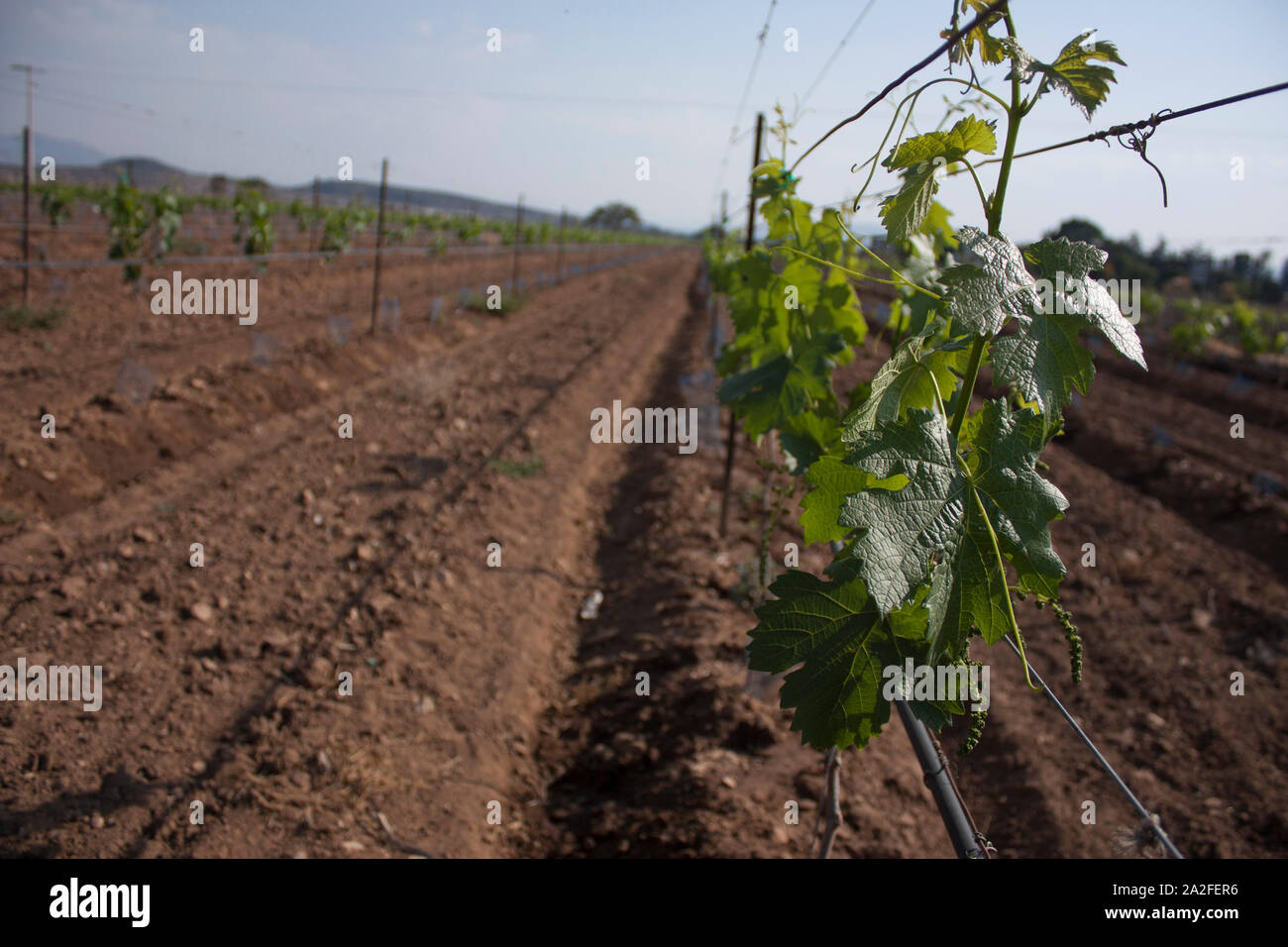 vineyards development in the first stage of the grapes near from Mexico ...
