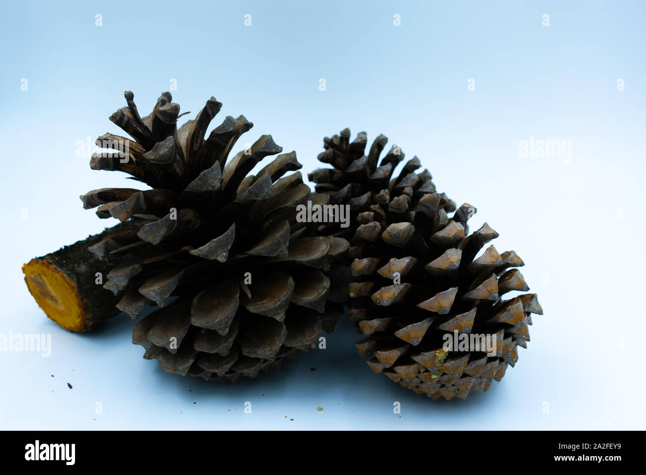 Pinus pinea cone hi-res stock photography and images - Alamy