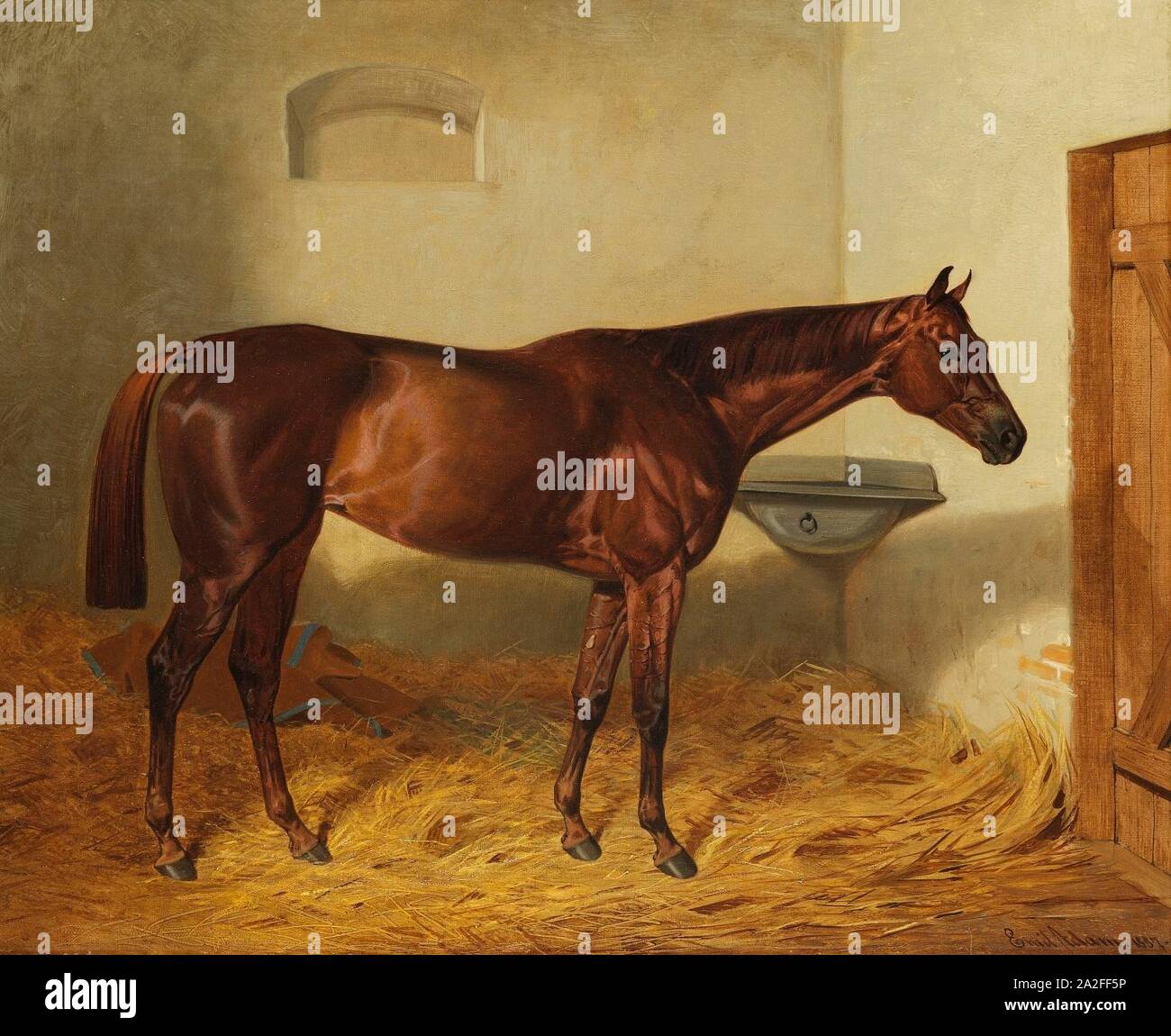 Stute hi-res stock photography and images - Alamy