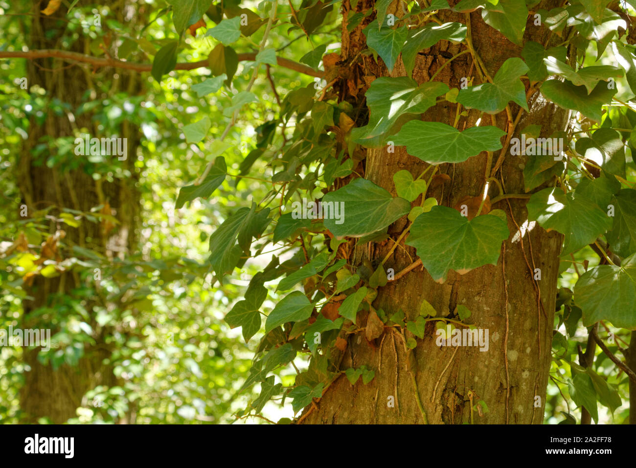Hedera Helix also known as English Ivy, Common Ivy or European Ivy ...