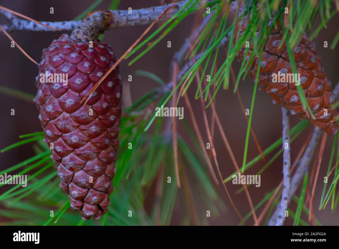 Pinus pinea cone hi-res stock photography and images - Alamy