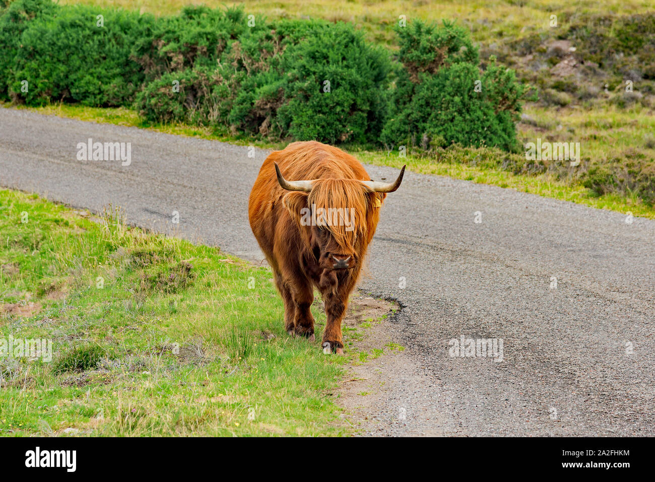 Highland coo hi-res stock photography and images - Alamy