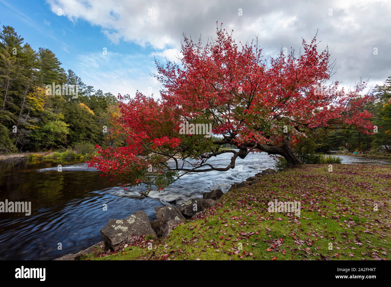 Beautiful fall colours on this old leaning tree on the river in Ontario ...