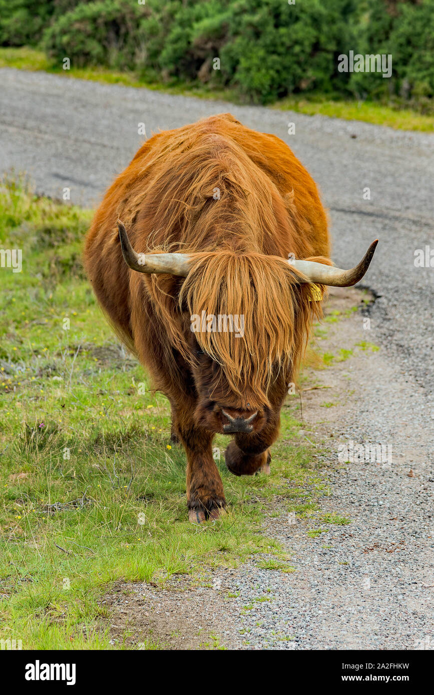 Highland coo on the Isle of Skye Stock Photo - Alamy