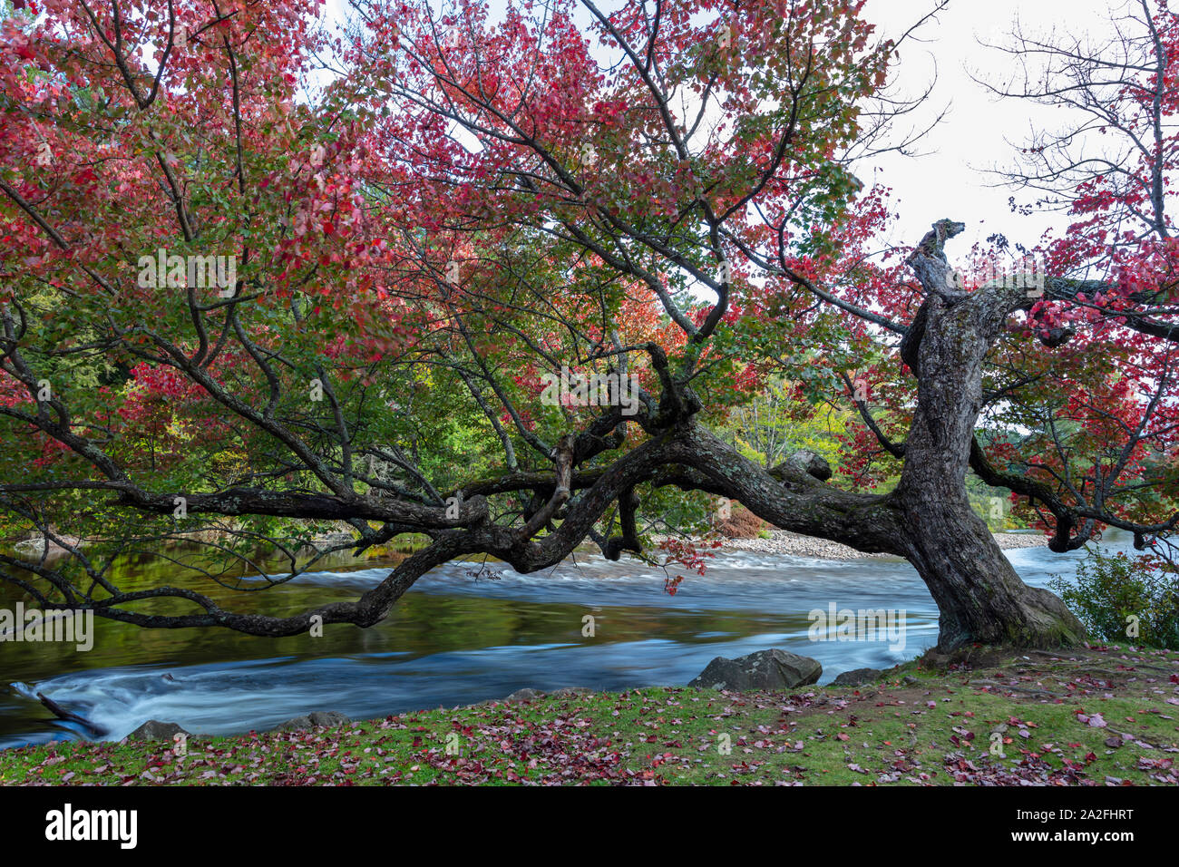 Beautiful fall colours on this old leaning tree on the river in Ontario ...
