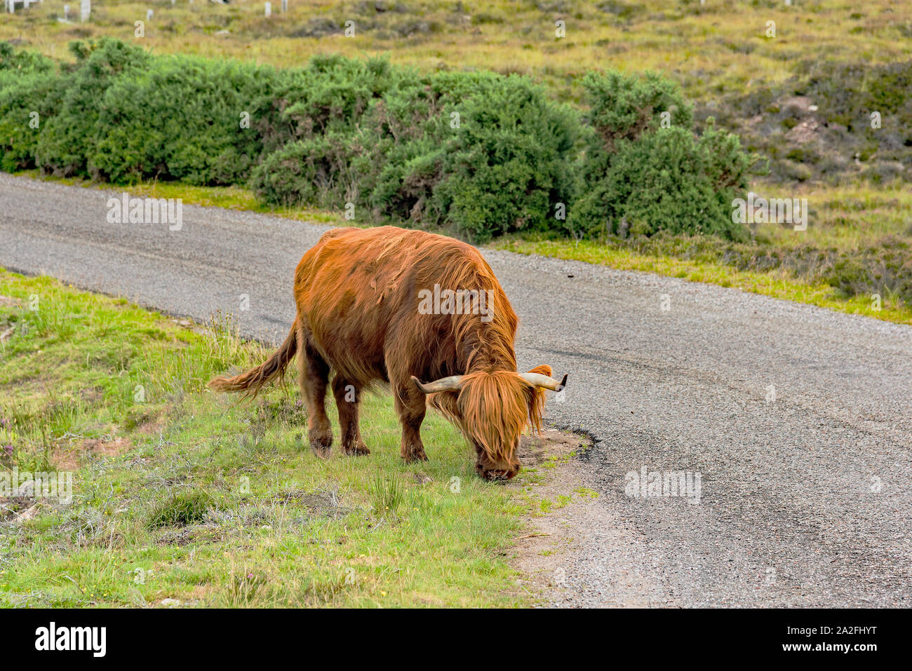 Highland coo on the Isle of Skye Stock Photo - Alamy