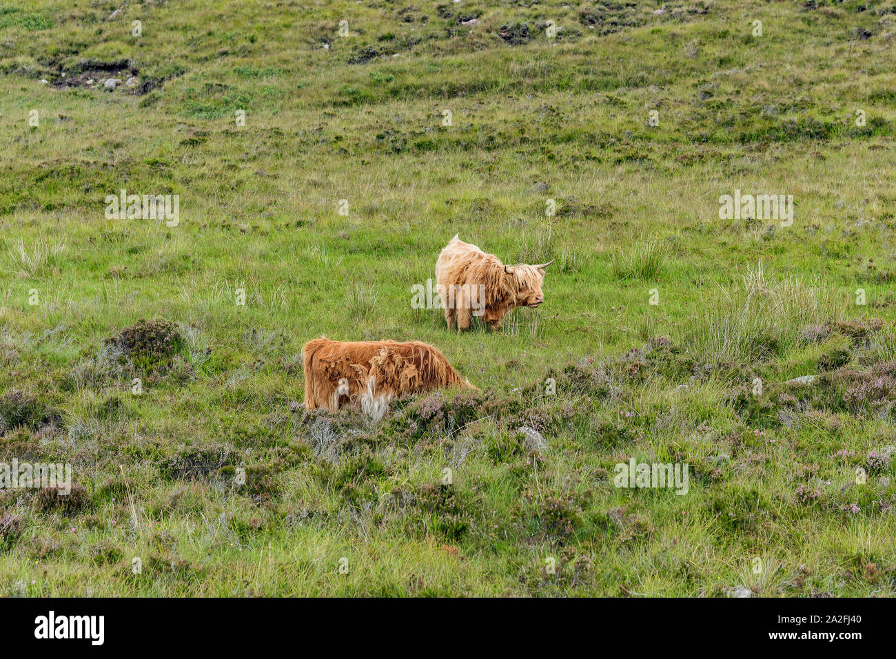Highland coo on the Isle of Skye Stock Photo - Alamy