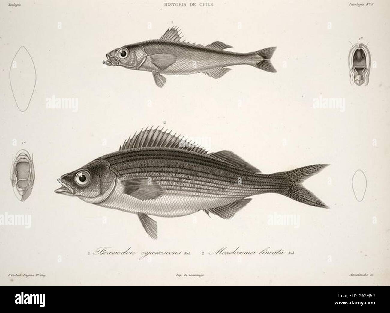 Emmelichthys nitidus cyanescens Mendosoma lineatum Stock Photo - Alamy