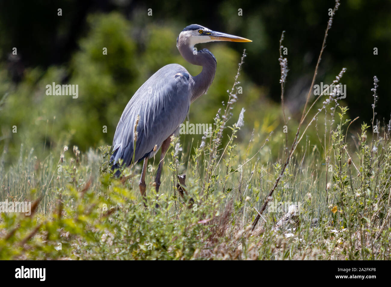 A Great Blue Heron hunts along the shore of Rainbow Lake in the White ...