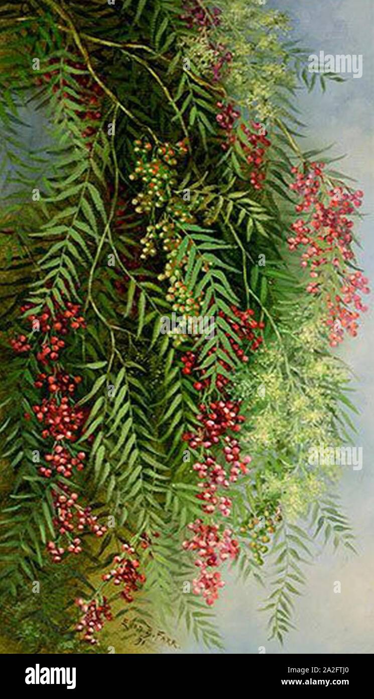 Burpee hi-res stock photography and images - Alamy