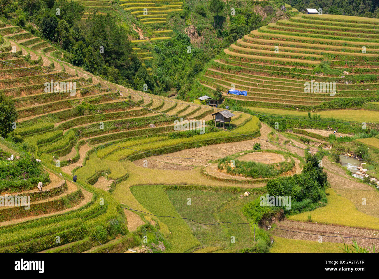 Terrace rice fields in Mu Cang Chai, near Sapa, Northern Vietnam Stock ...